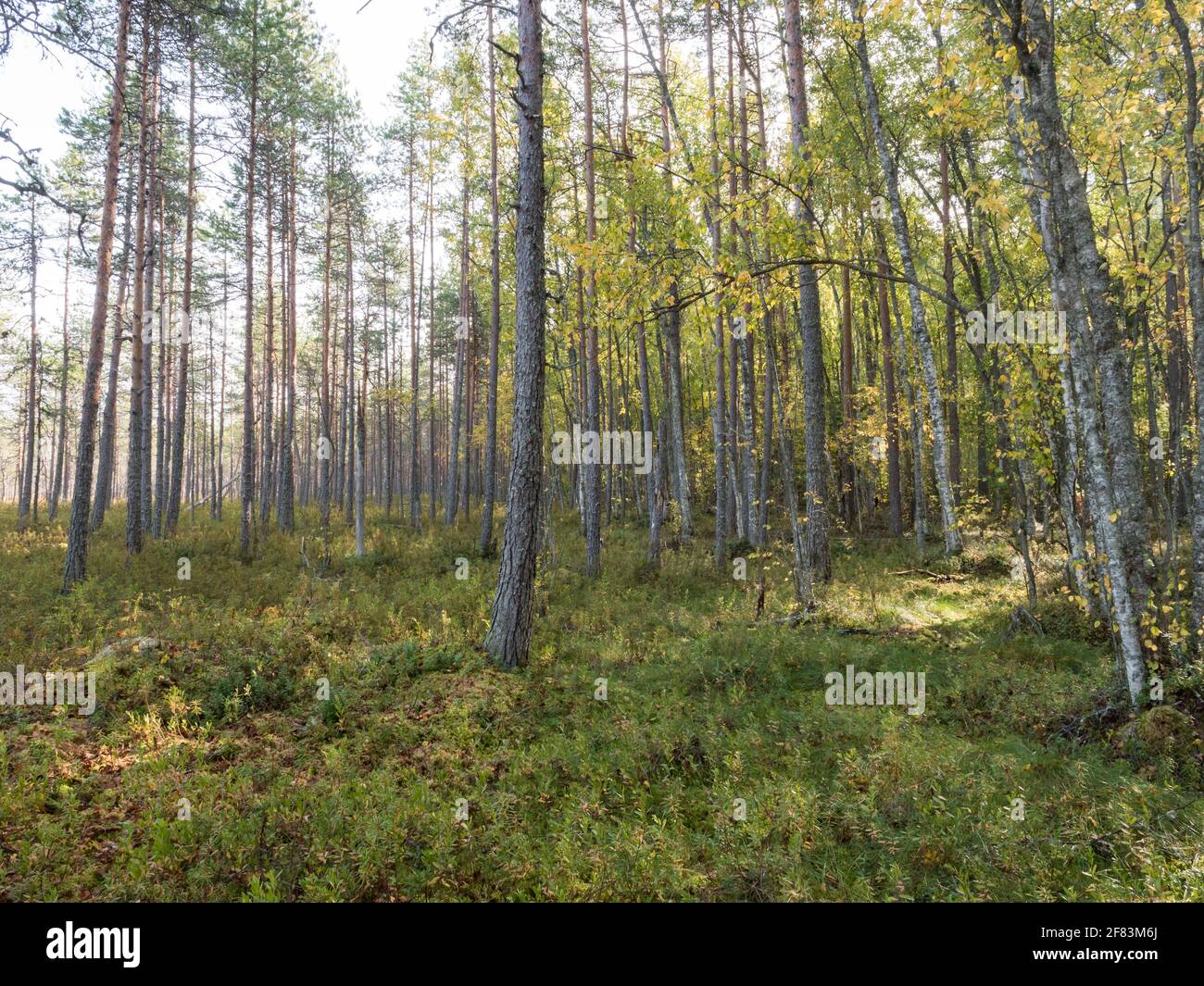 Mineral zone hi-res stock photography and images - Alamy