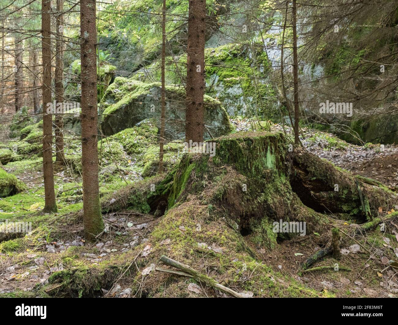 Old and young trees hi-res stock photography and images - Alamy