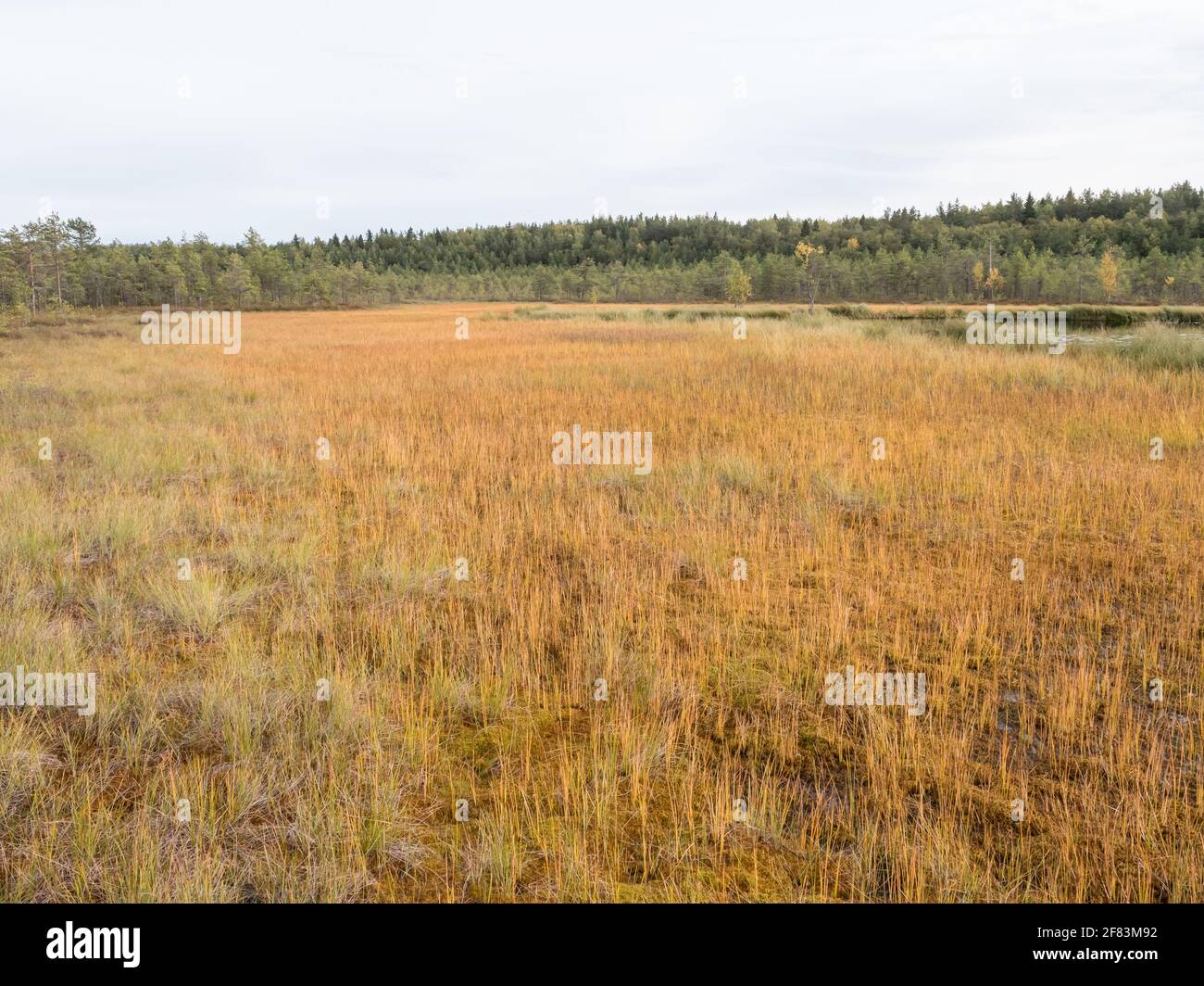 Fen lake hi-res stock photography and images - Alamy