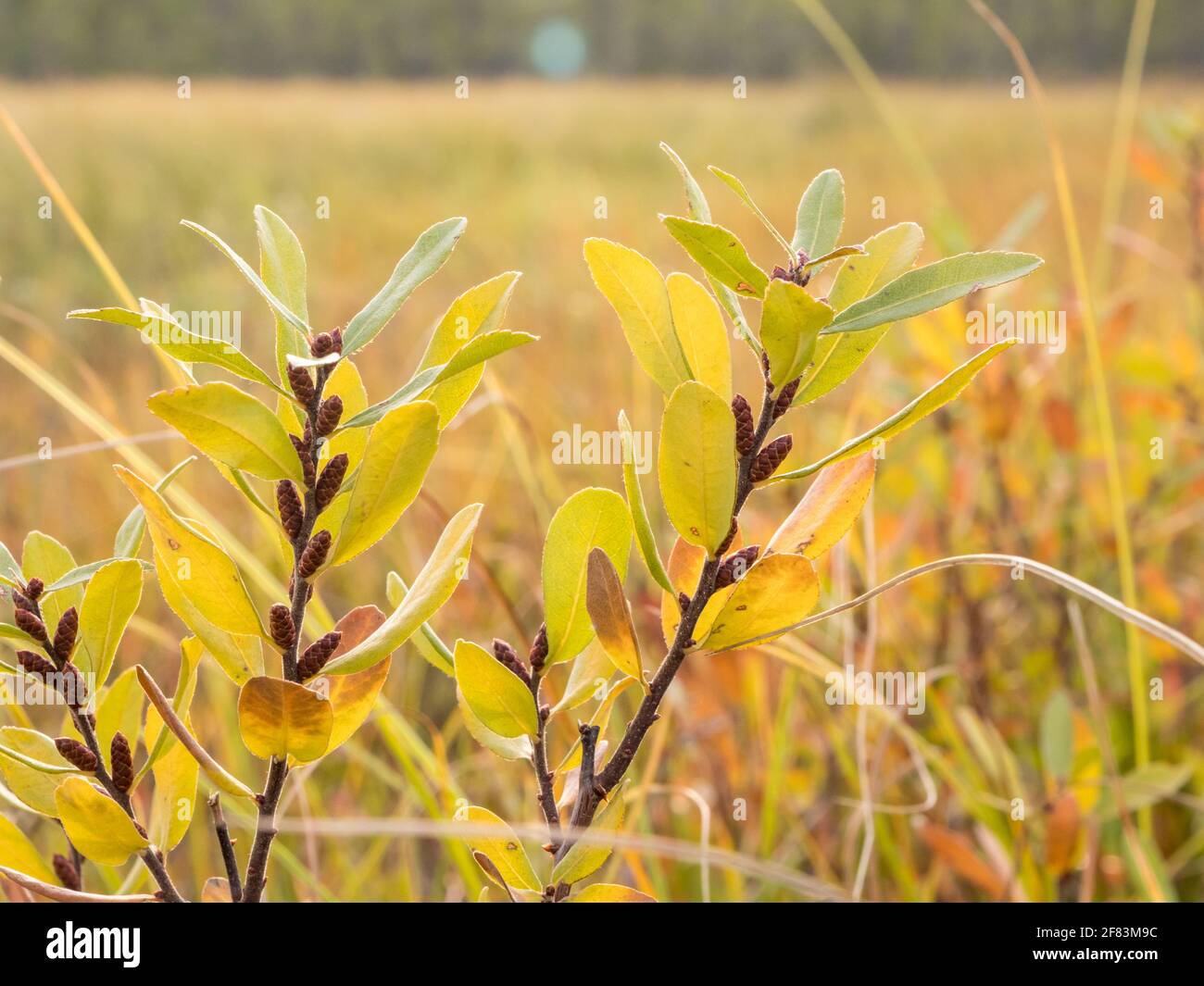 Myrica gale hi-res stock photography and images - Alamy