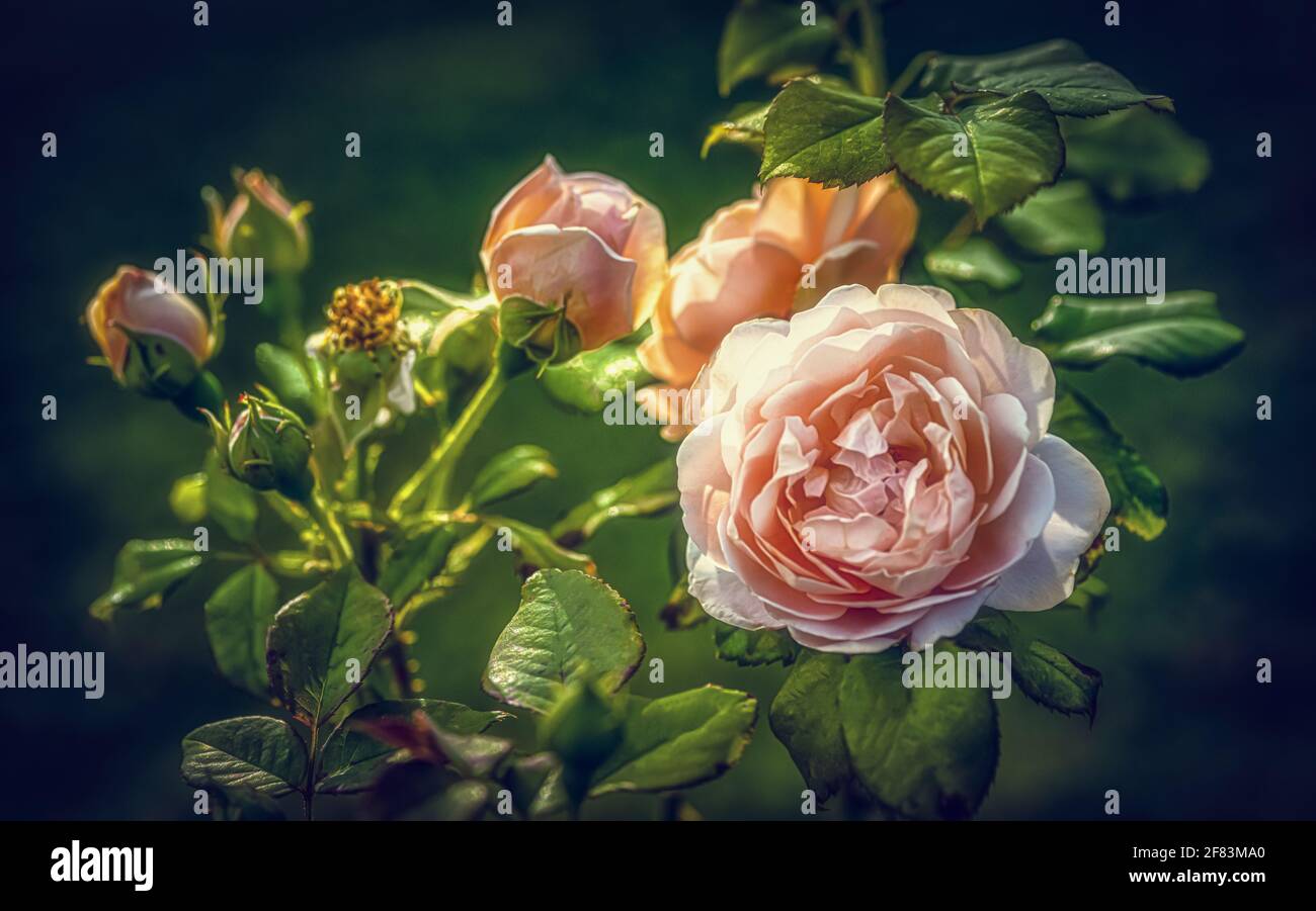Roes garden hi-res stock photography and images - Alamy