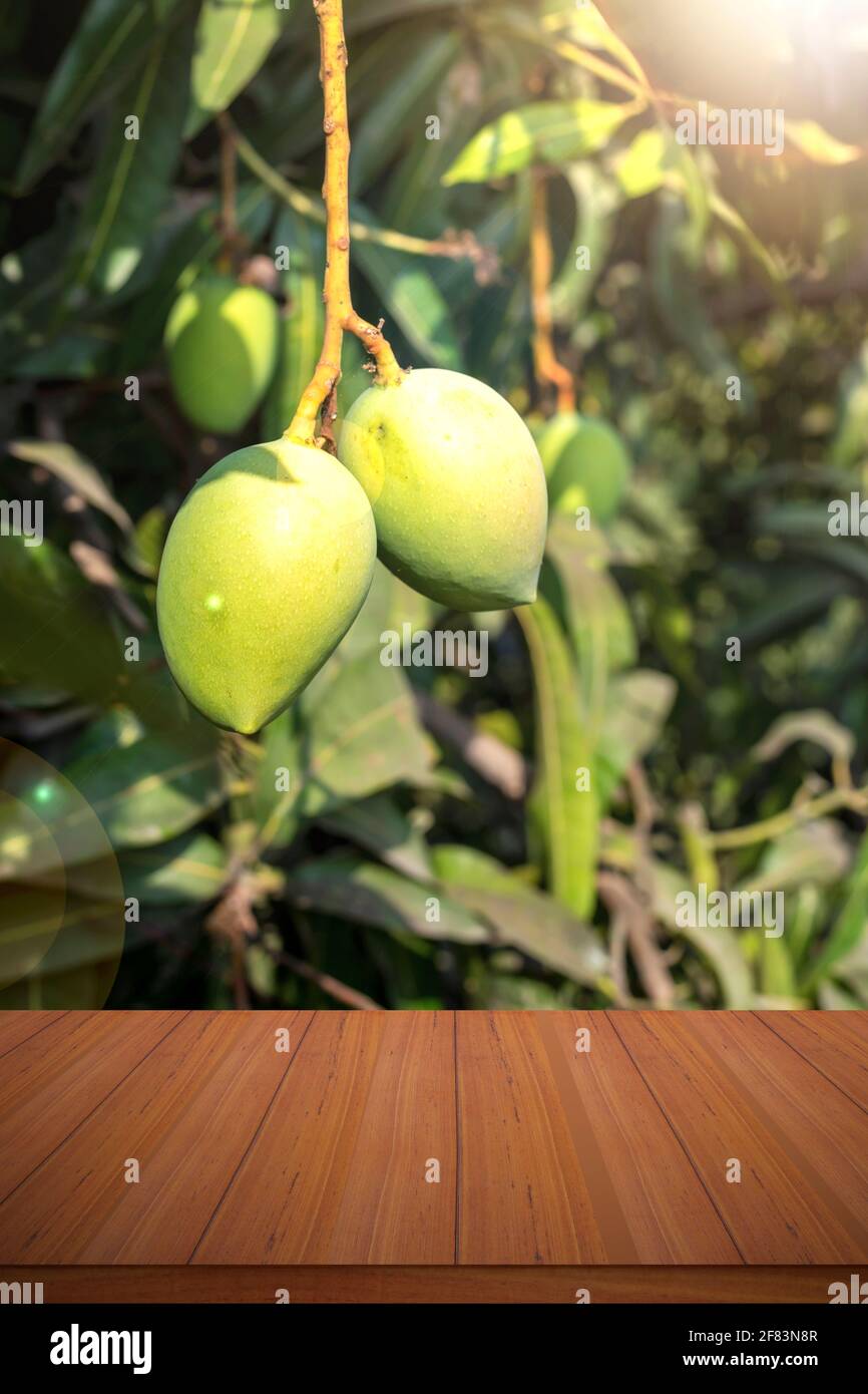 Mango garden with fruits and wooden table backgrounds Stock Photo - Alamy