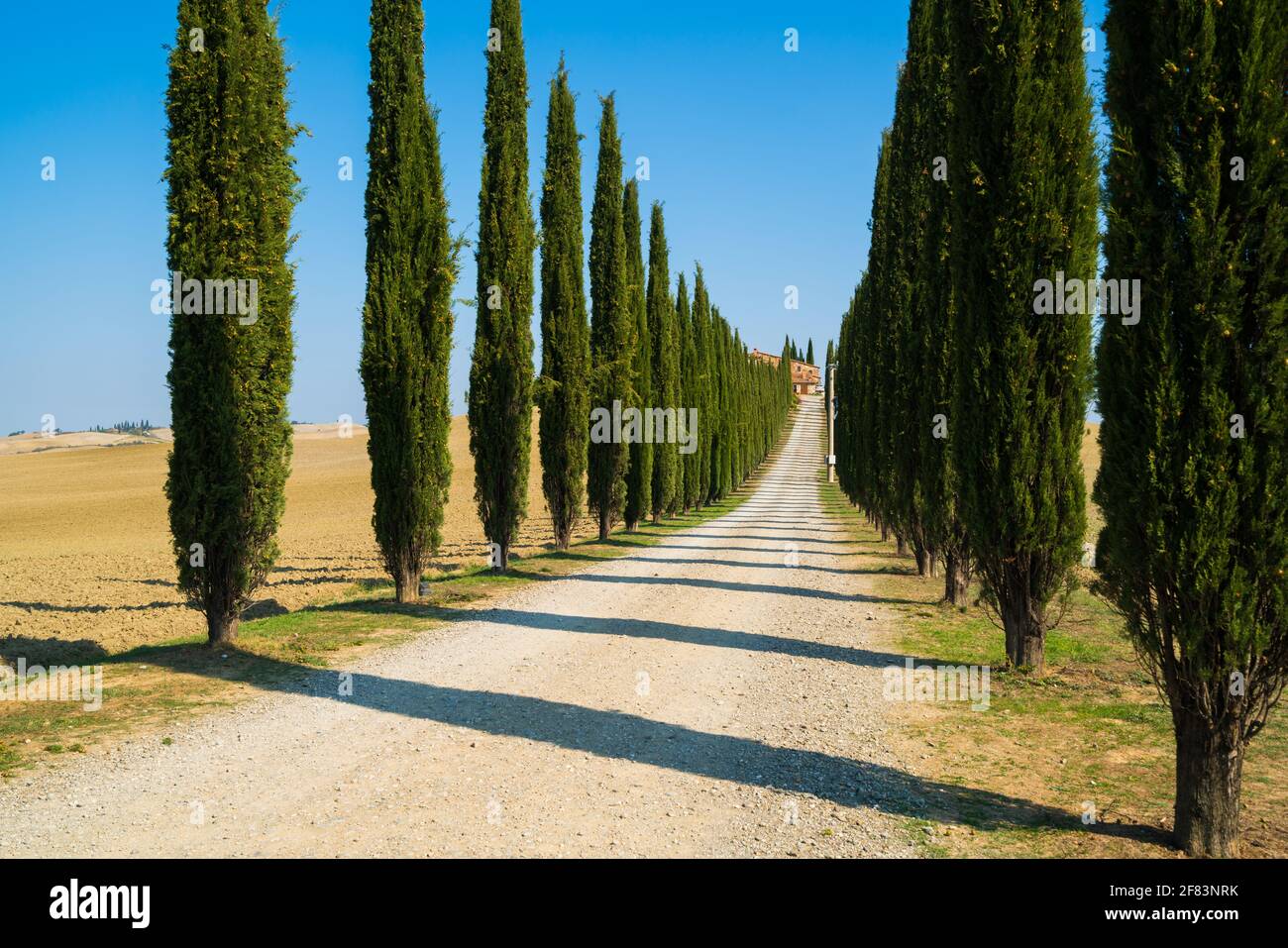 Italy cypress trees hi-res stock photography and images - Alamy