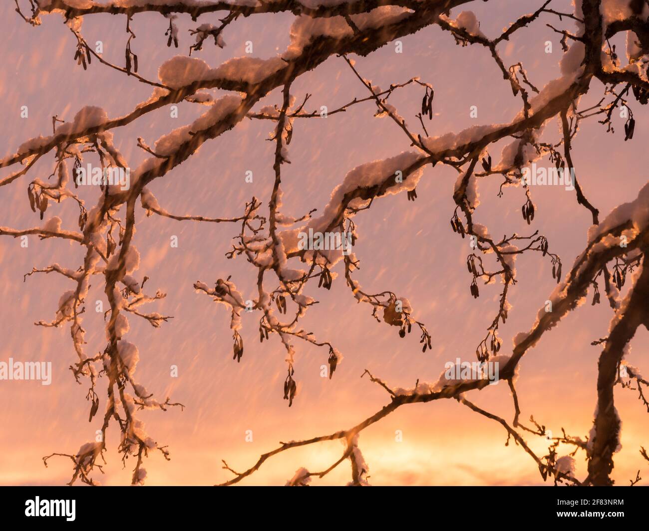 Branches and falling snow in evening Stock Photo - Alamy
