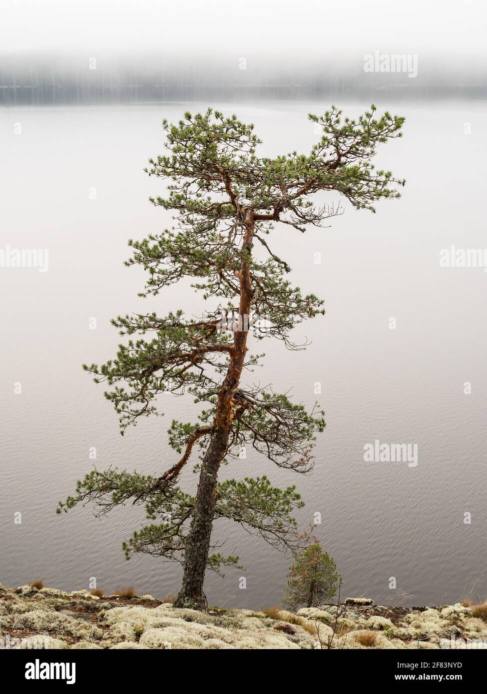 Stunted hi-res stock photography and images - Alamy