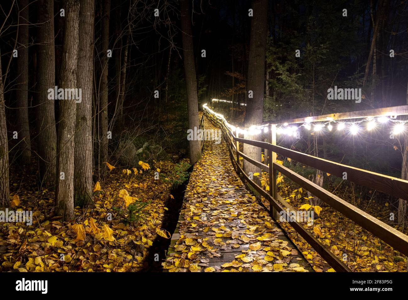 Path in the middle of a forest at night with lights Stock Photo - Alamy