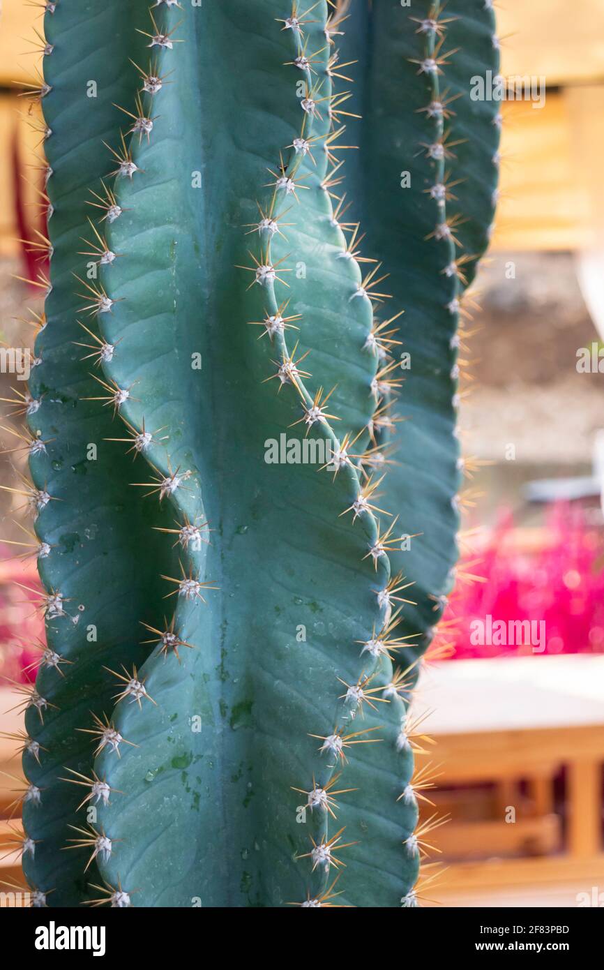 Assorted plants in sunny hi-res stock photography and images - Alamy