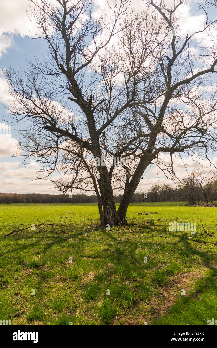 Shadowy tree on green grass in Oklahoma Stock Photo - Alamy