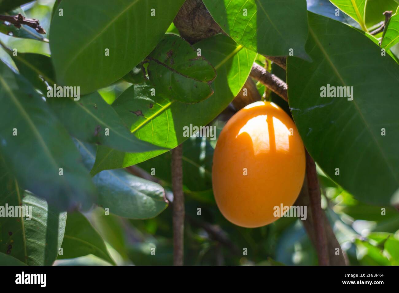 Sweet yellow marian plum tree, stock photo Stock Photo - Alamy