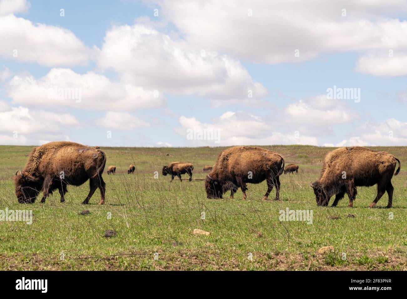 Bison at the Tall Grass Prairie Bison Preserve in Pawhuska, Oklahoma ...