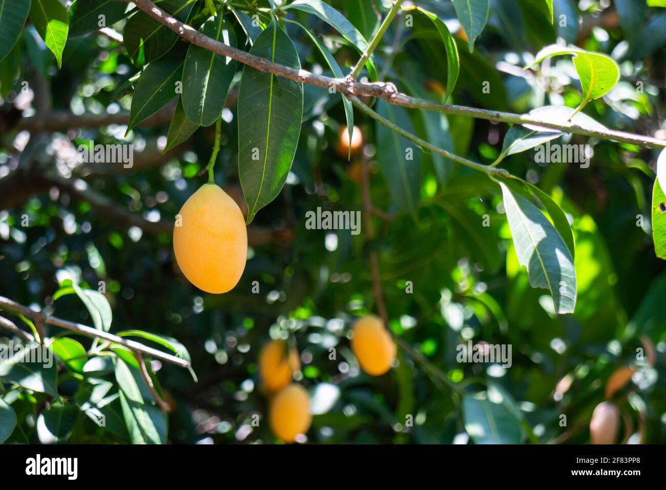 Marian tree hi-res stock photography and images - Alamy