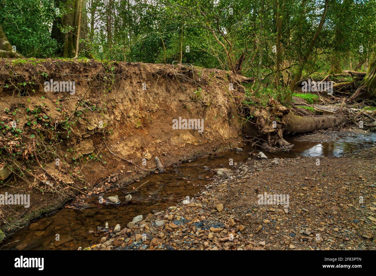 Steep clay bank with iron staining on The Moss in Bridle Road Wood ...