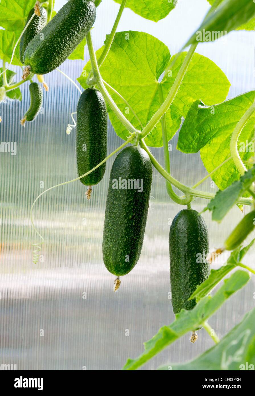 Close up organic cucumbers growing hi-res stock photography and images ...