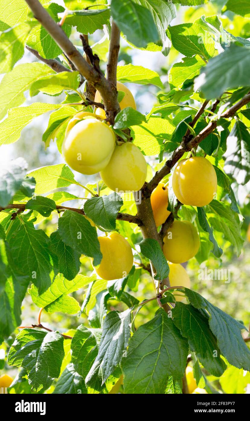 Purple yellow and red fruit hi-res stock photography and images - Alamy