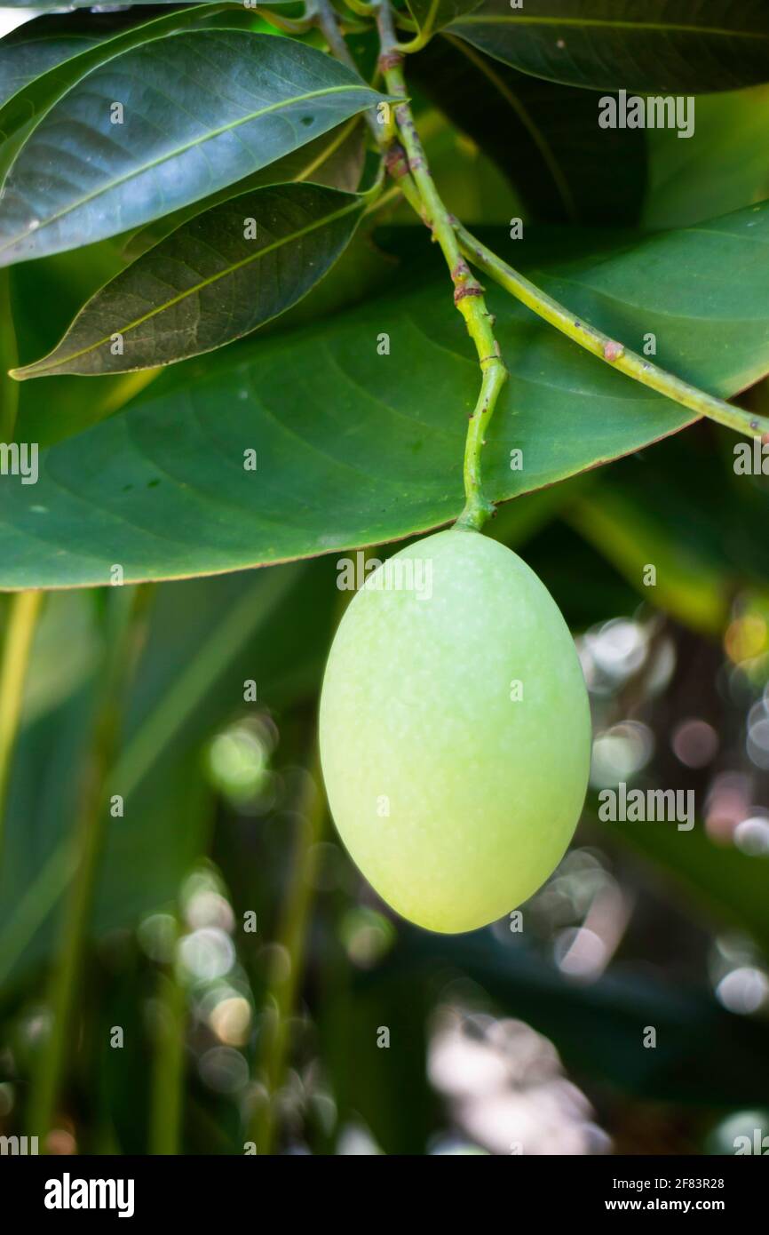 Sweet yellow marian plum tree, stock photo Stock Photo - Alamy