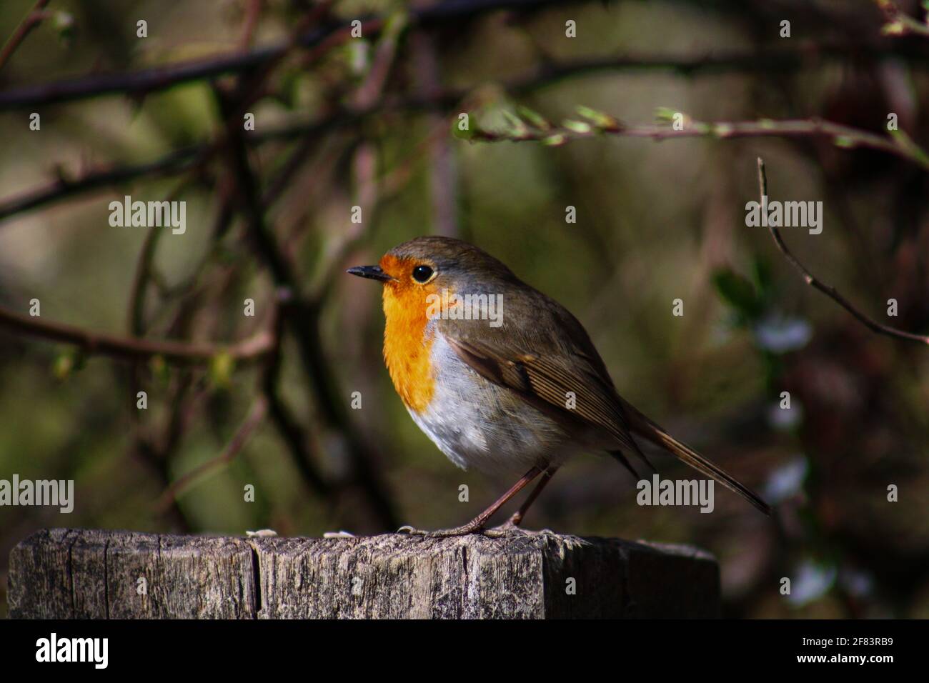 Robin on post Stock Photo - Alamy