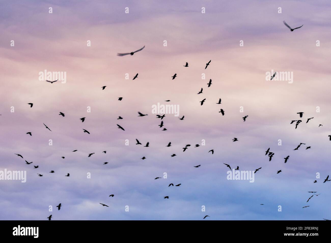 Flying flock beautiful bird hi-res stock photography and images - Alamy