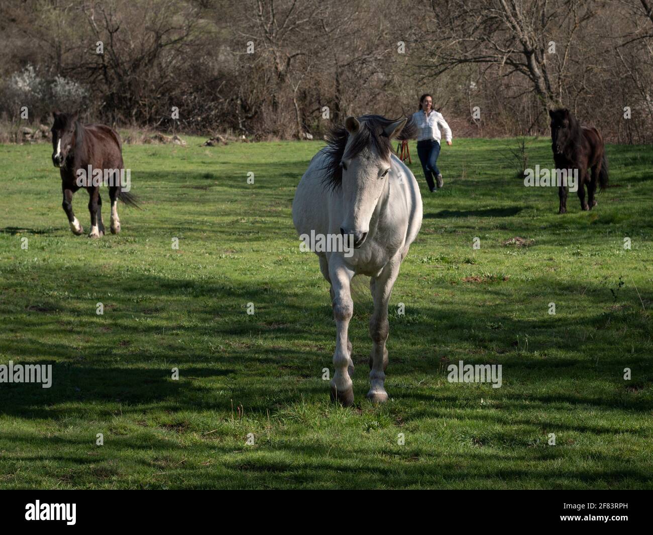 Ponies galloping in a lush green meadow and owner behind Stock Photo ...