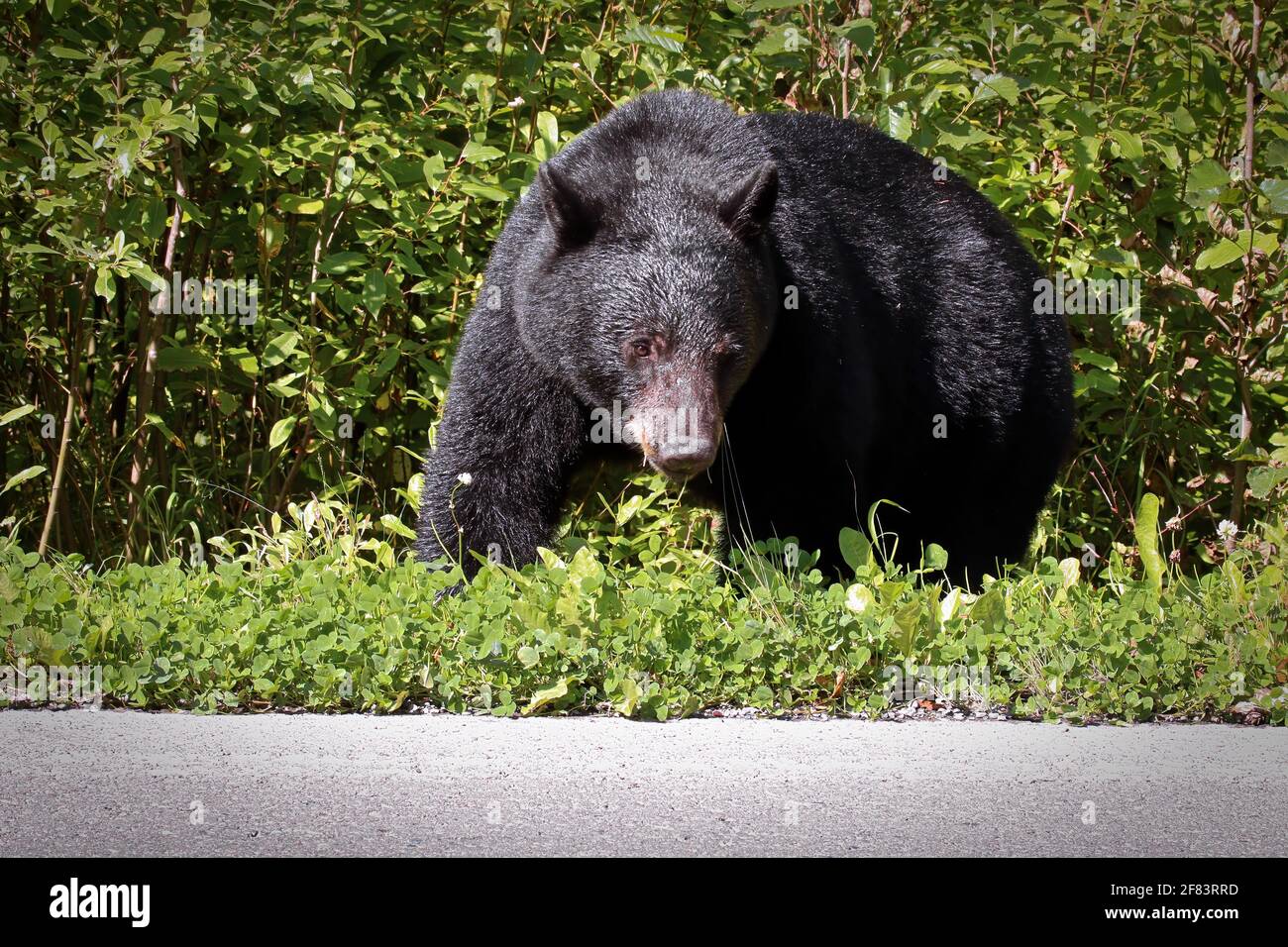 Black bear standing along hi-res stock photography and images - Alamy
