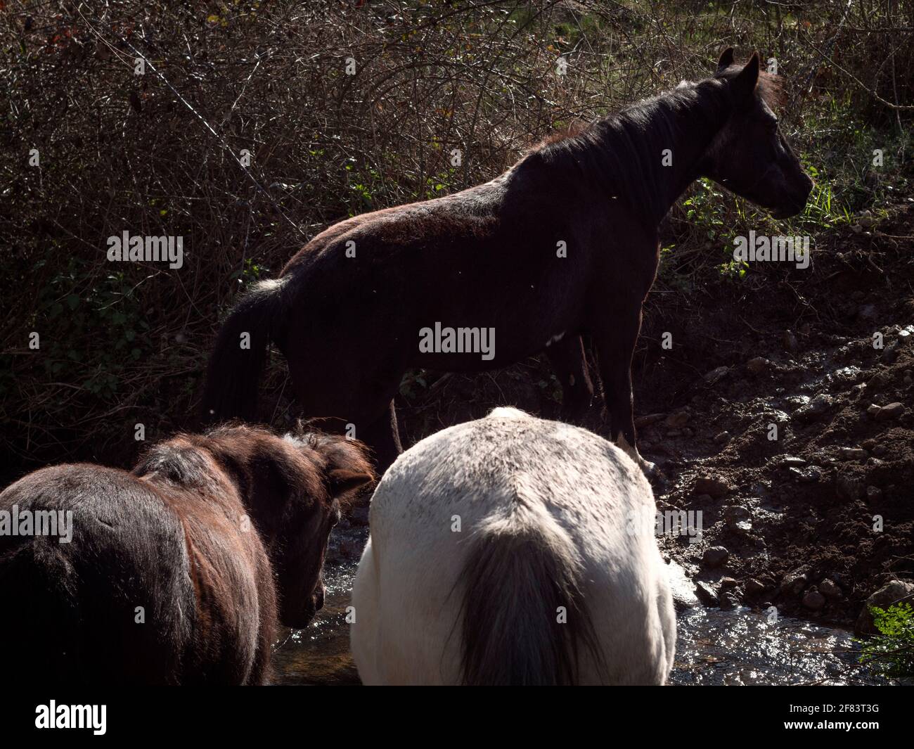 Back view ponies and andalusian horse drinking in a river Stock Photo ...