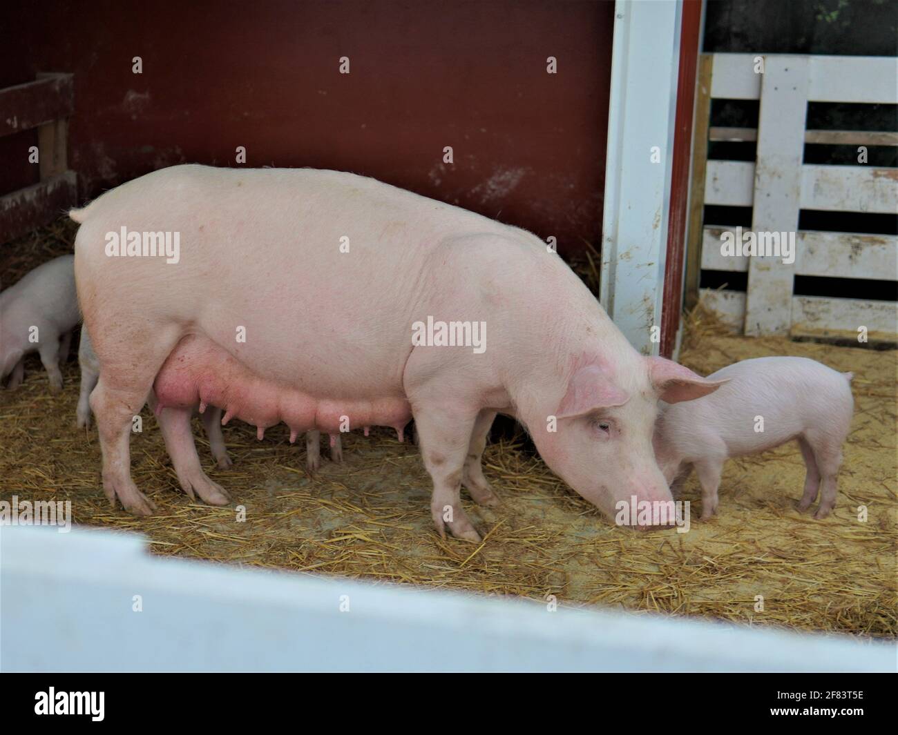 Farrow of pigs hi-res stock photography and images - Alamy