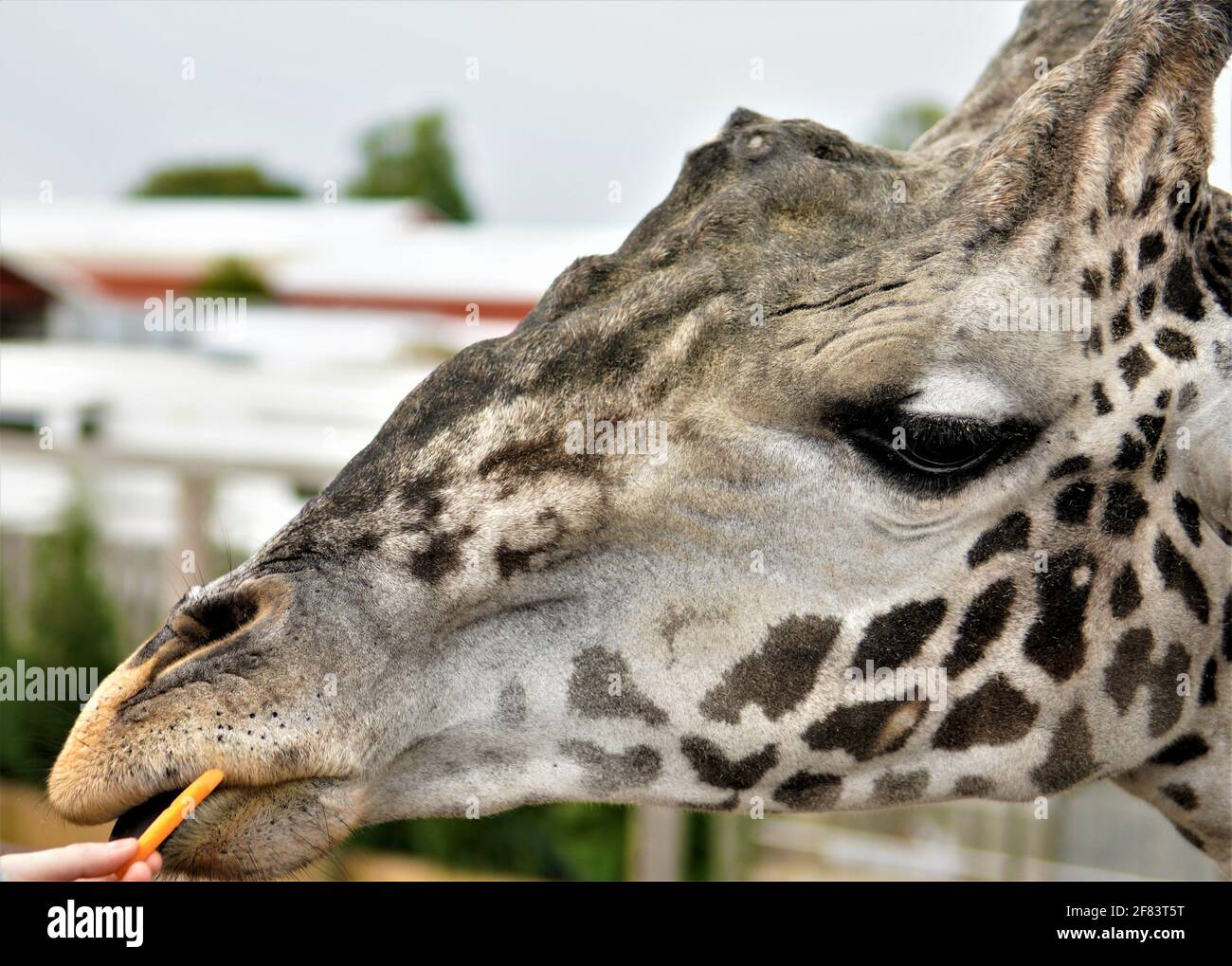 Giraffe eating hand hi-res stock photography and images - Alamy