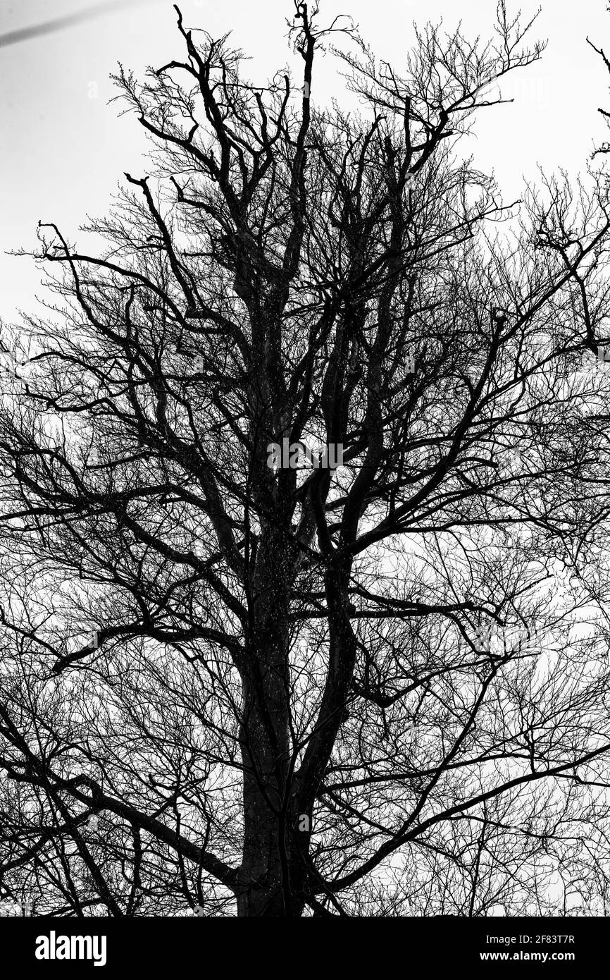 Withered oak Black and White Stock Photos & Images - Alamy