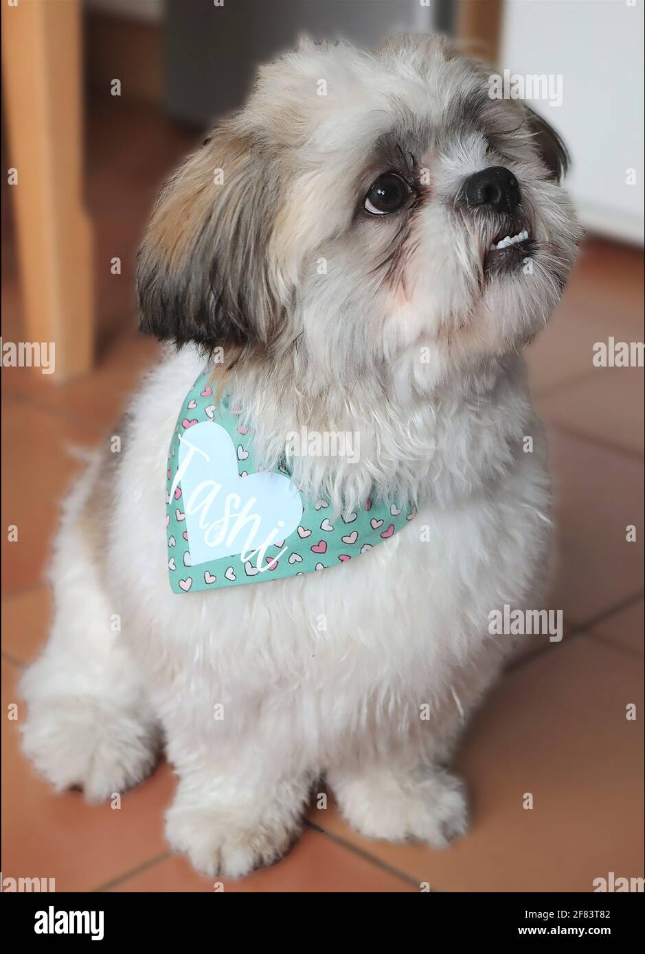 Tashi a 10 months old Lhasa Apso wearing a bandana, with his name on it ...