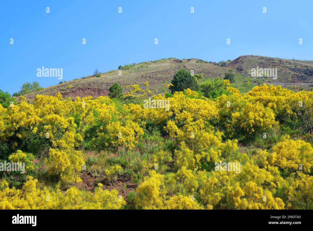 Yellow flowering bushes Cytisus scoparius on Vesuvius volcano next to ...