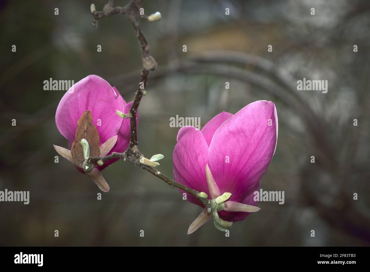 Magnolia tree flowering hi-res stock photography and images - Alamy