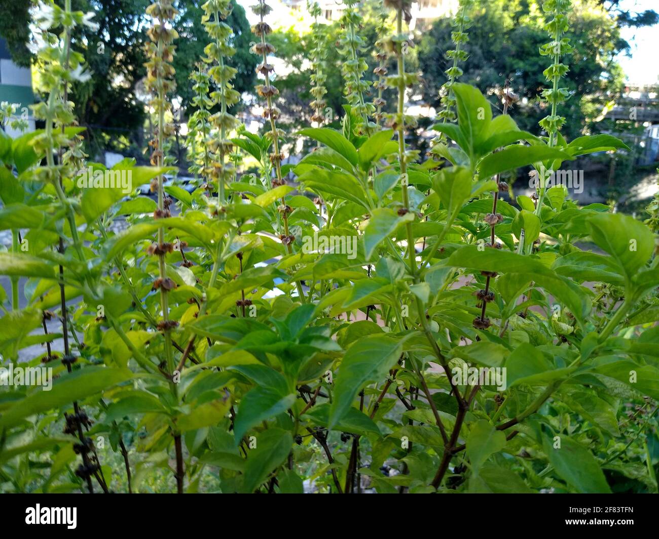 salvador, bahia, brazil - december 29, 2020: basil plant is seen in the ...