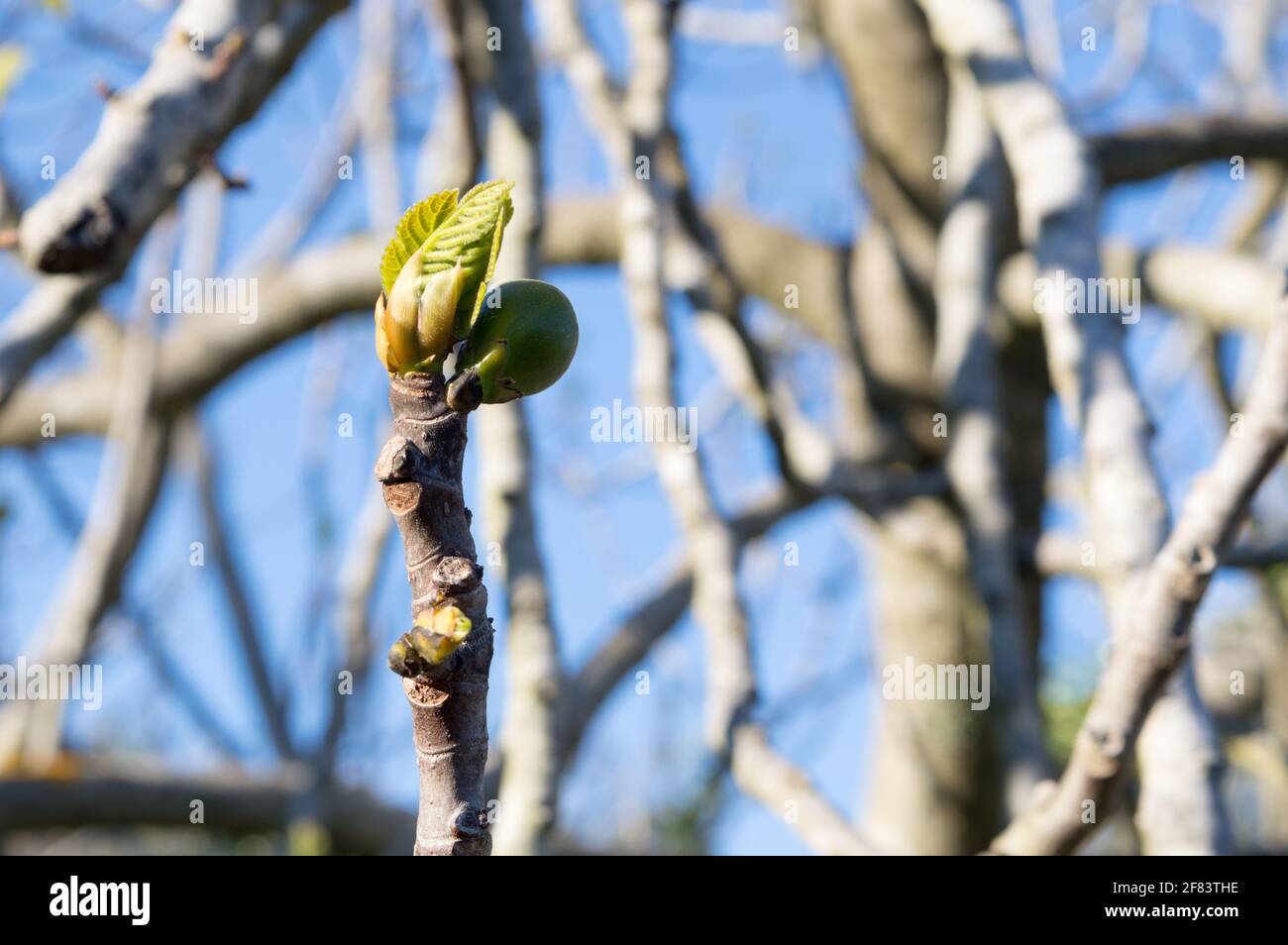 Branch of fig tree with buds, ficus carica, sprouting in the springtime ...