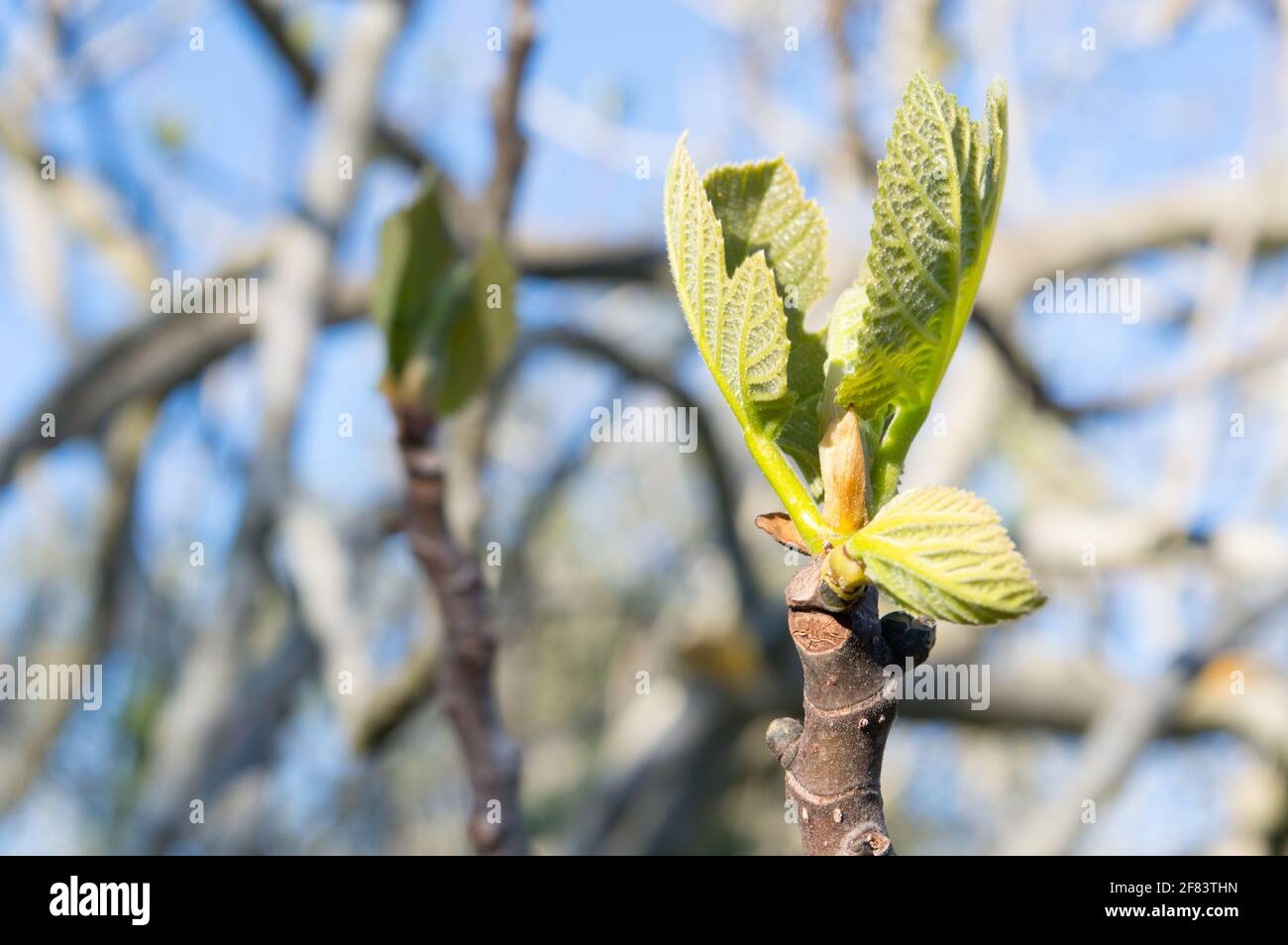 Branch of fig tree with buds, ficus carica, sprouting in the springtime ...