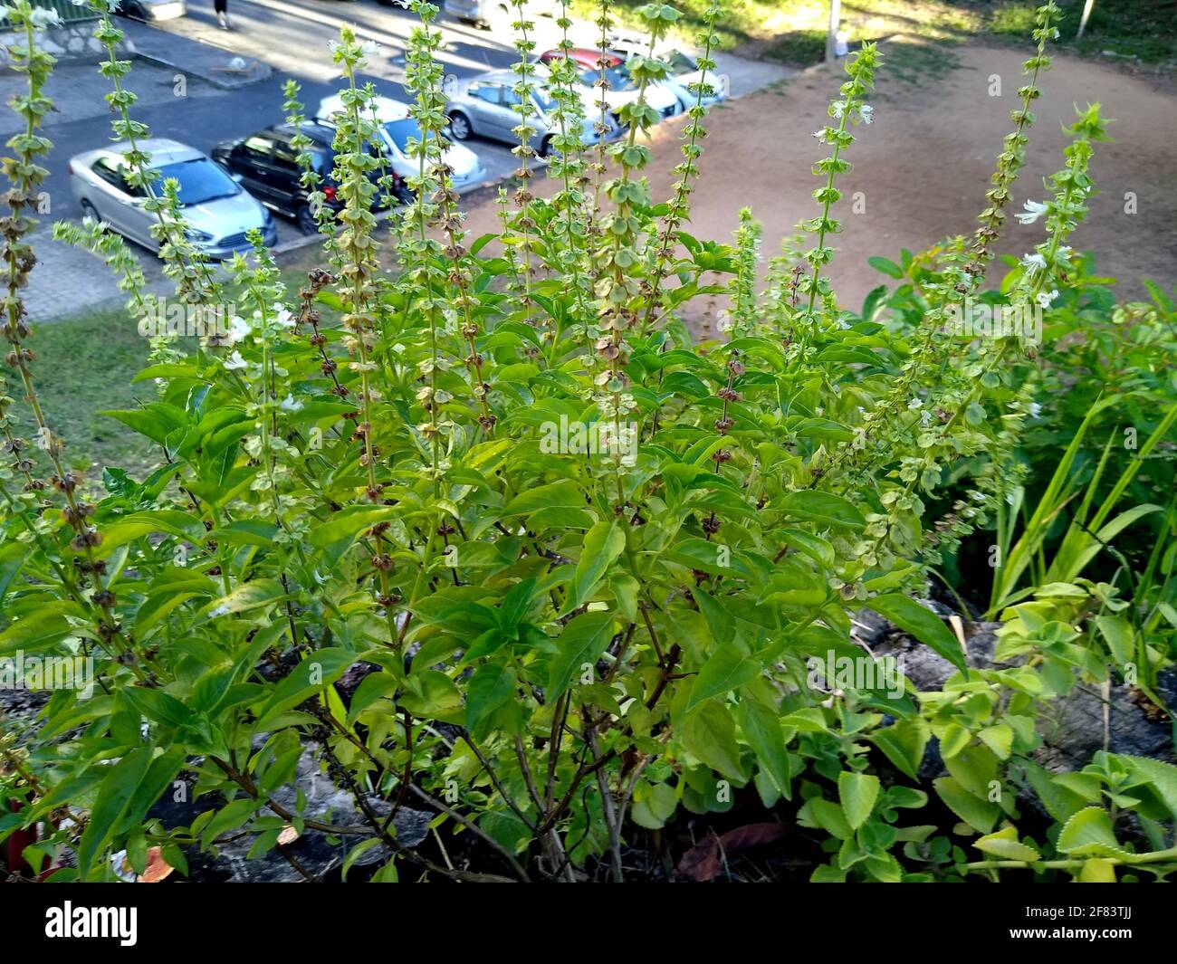 salvador, bahia, brazil - december 29, 2020: basil plant is seen in the ...