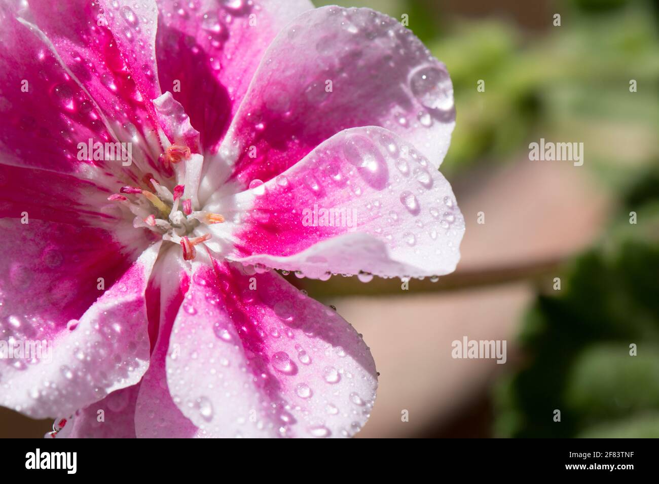 Close up of pink geranium flowers with water droplets, most likely ...