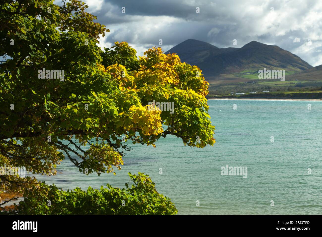 Old Head bay and Croagh Patrick mountain in Clew bay on the Wild ...