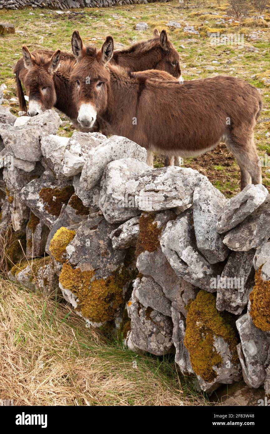 Donkeys behind a stone wall in the Burren in County Clare in Ireland ...