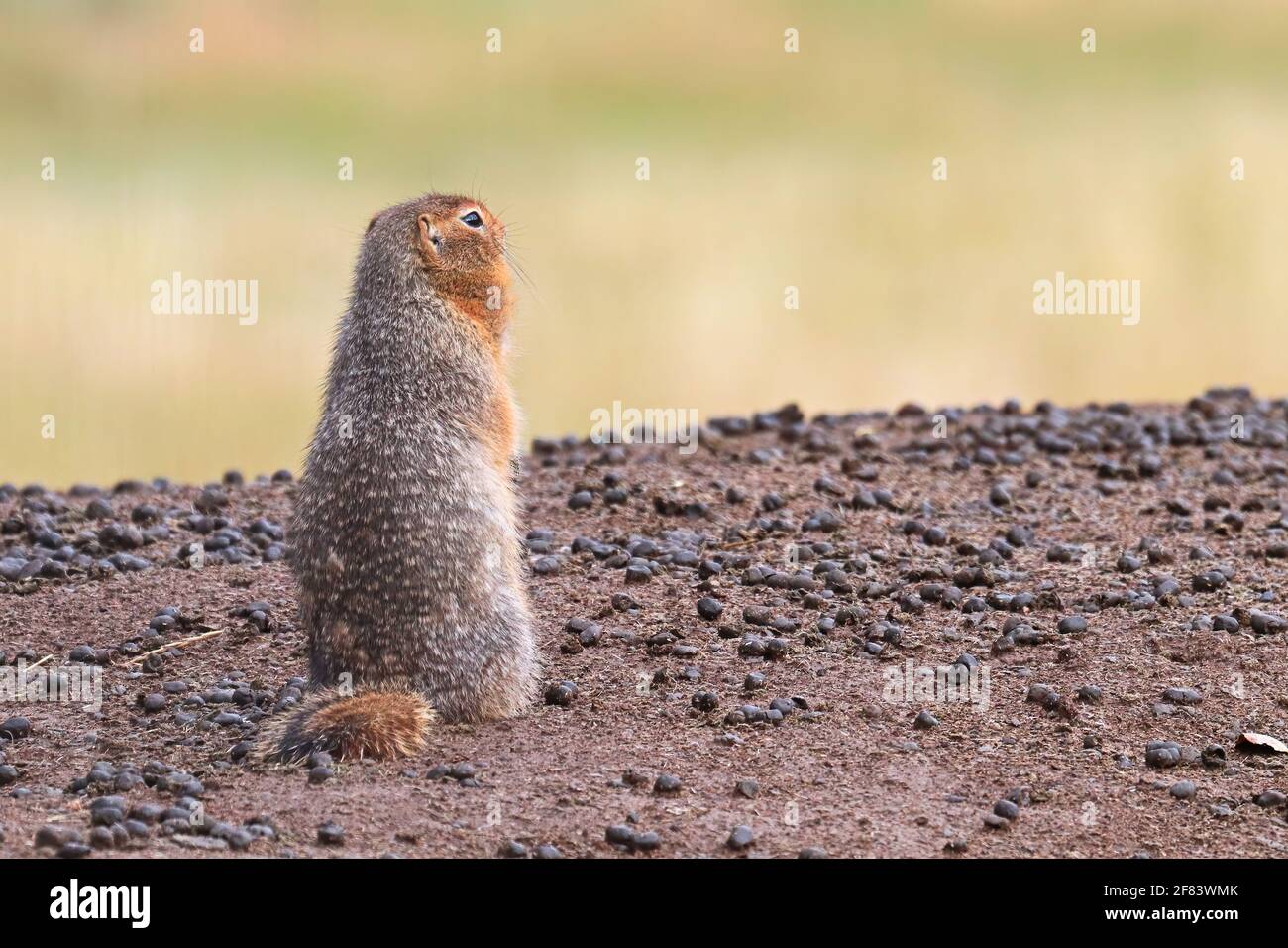 Back view of a artic ground squirrel standing up Stock Photo - Alamy