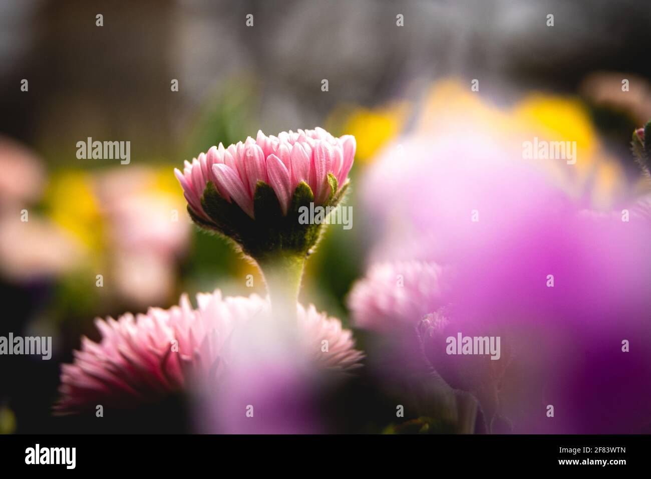 Here you can see a blooming flower. Spring is coming soon Stock Photo ...