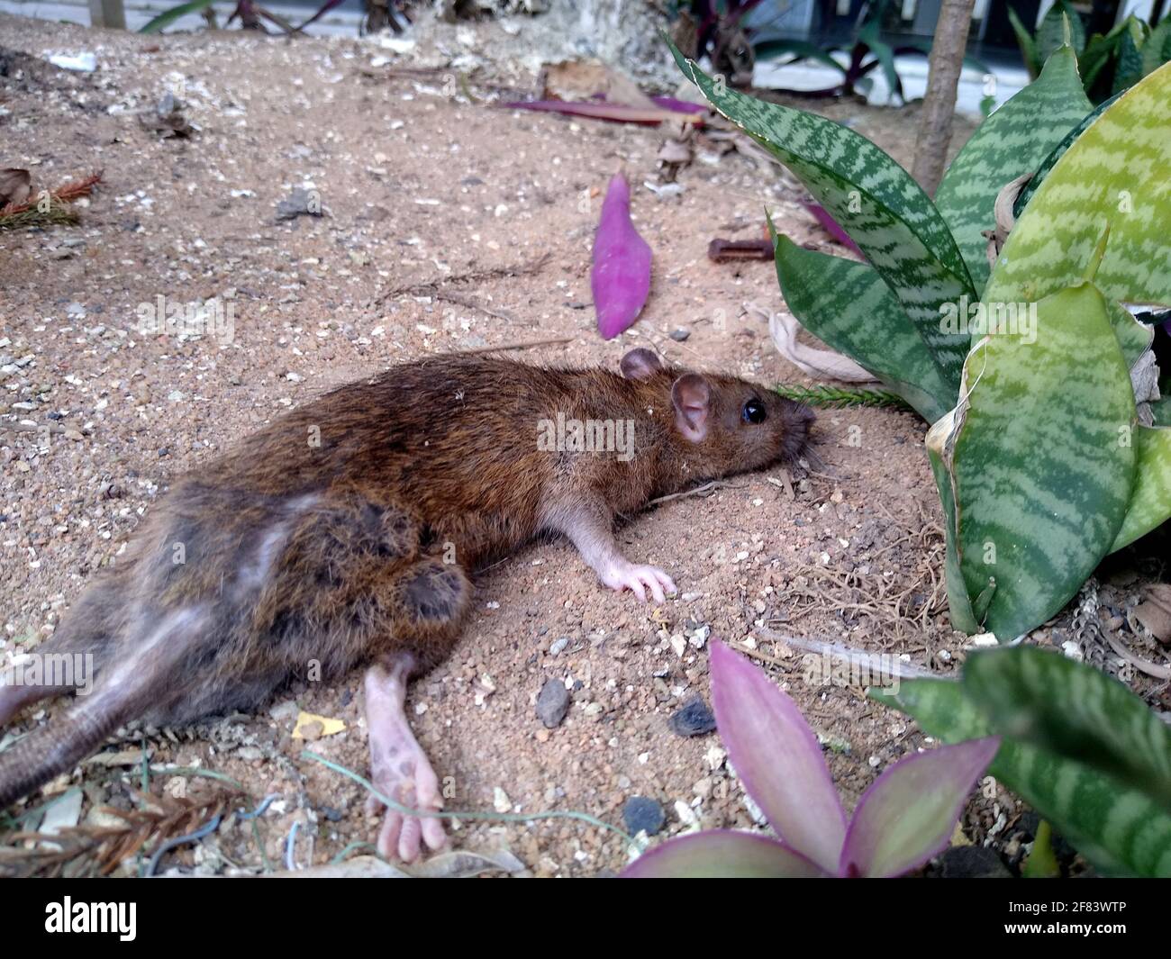 salvador, bahia, brazil - december 27, 2020: rat is seen in a garden in ...