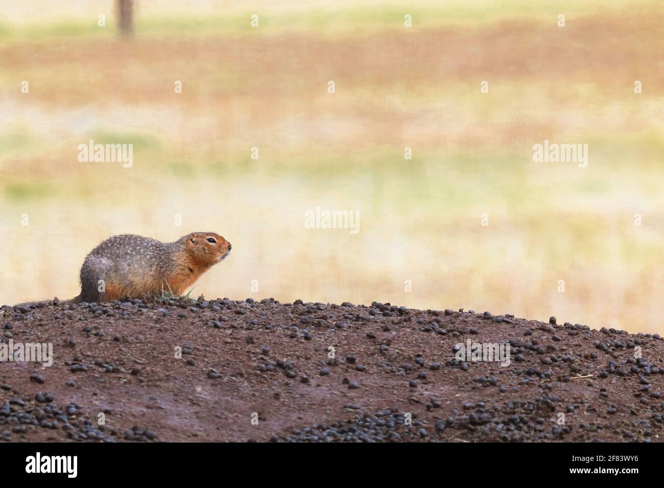 Side view of a ground squirrel sitting on a mound Stock Photo - Alamy