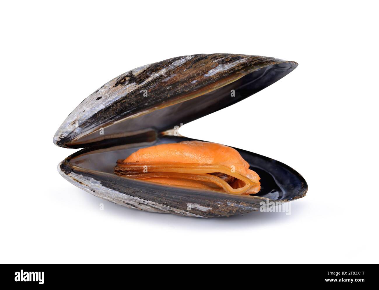 Boiled mussel isolated on a white background Stock Photo - Alamy