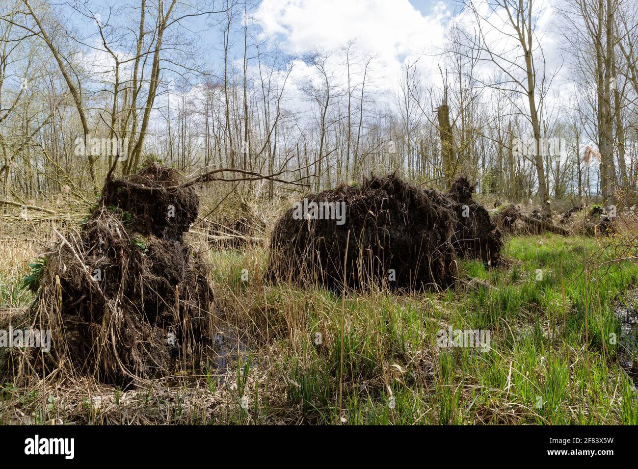 Shallow roots hi-res stock photography and images - Alamy