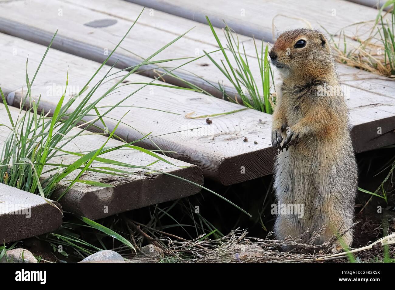 Ground squirrel holes hi-res stock photography and images - Alamy