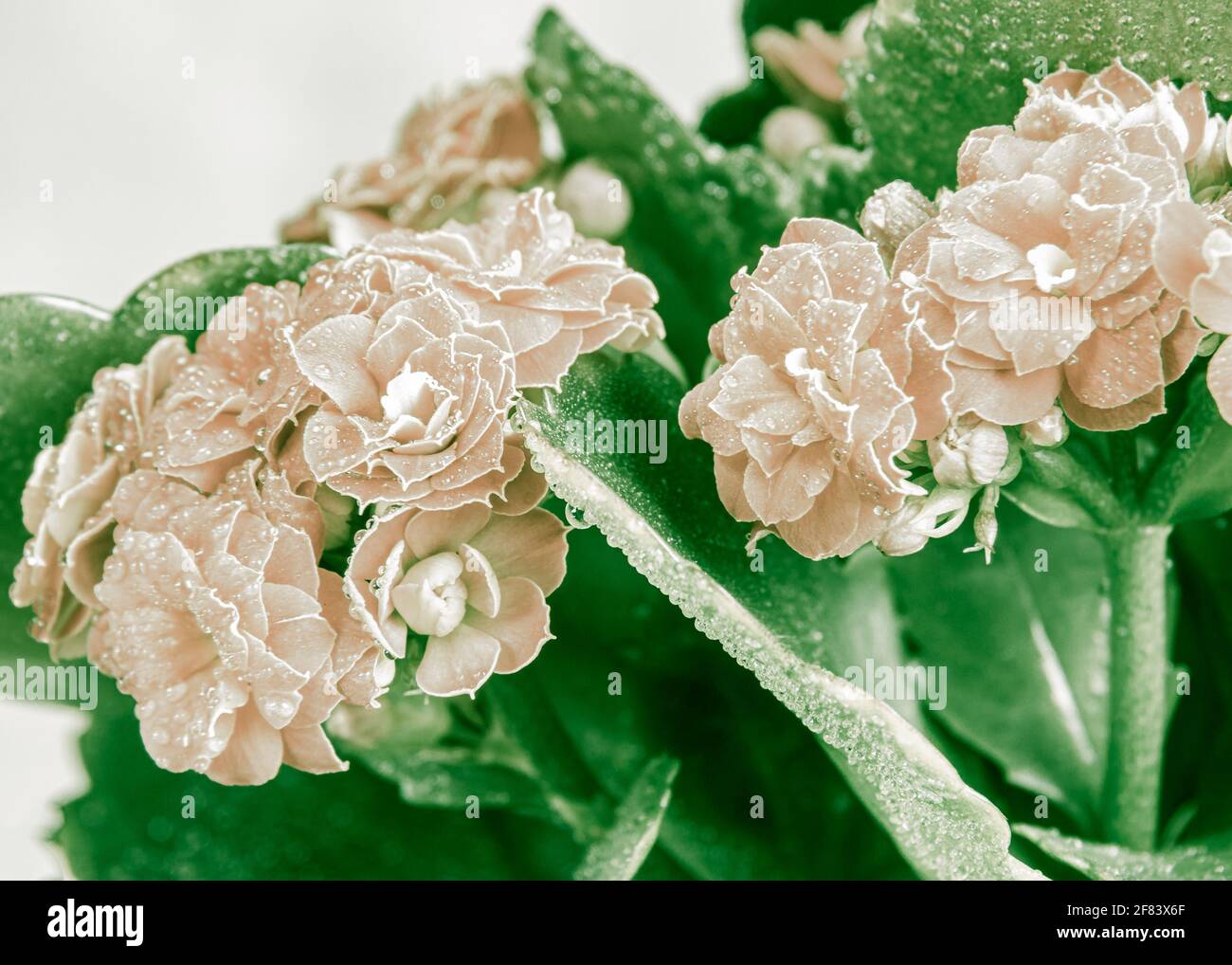 Discolored red hi-res stock photography and images - Alamy