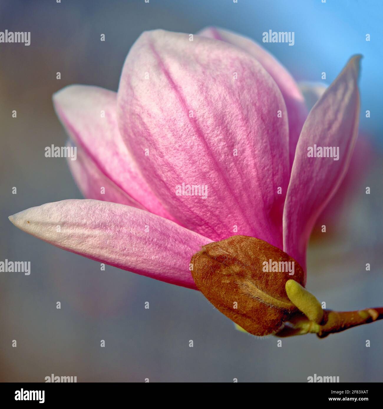 Magnolia tree flowering hi-res stock photography and images - Alamy