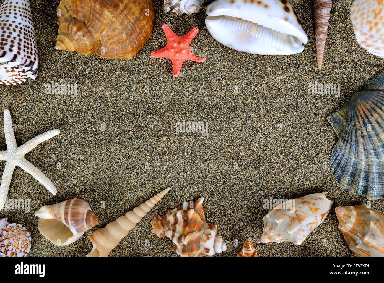 Sea shells with sand as background Stock Photo - Alamy