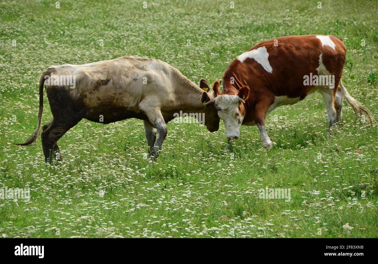Two bulls in a hi-res stock photography and images - Alamy