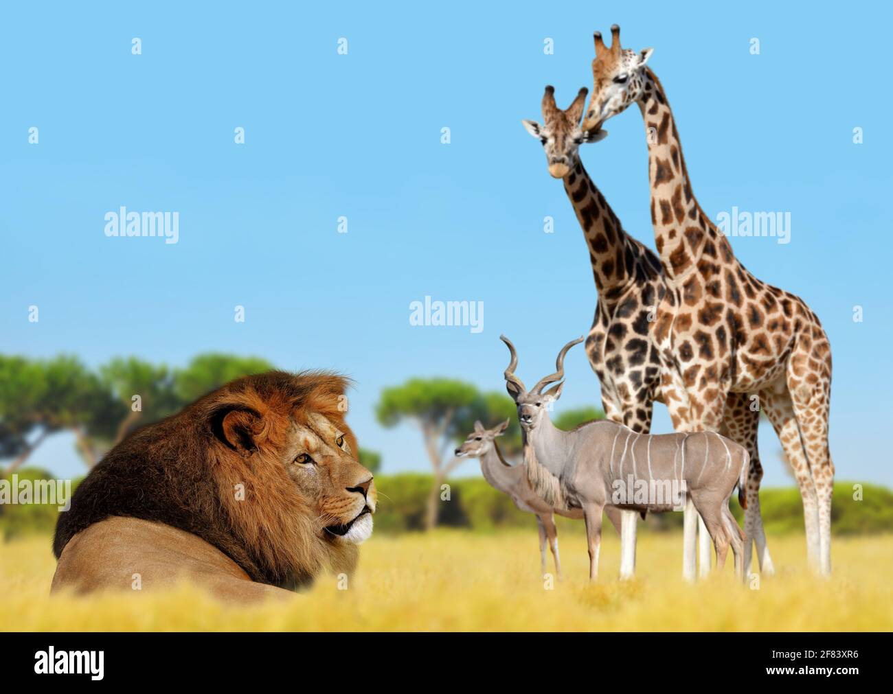 Lion with giraffes and antelopes on the savannah Stock Photo - Alamy