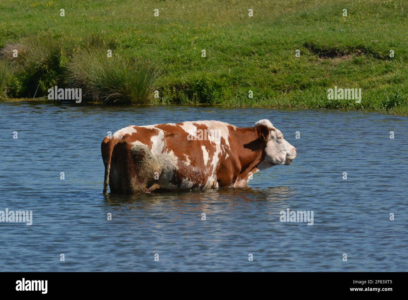 A heard of cows grazing in fields Stock Photo - Alamy